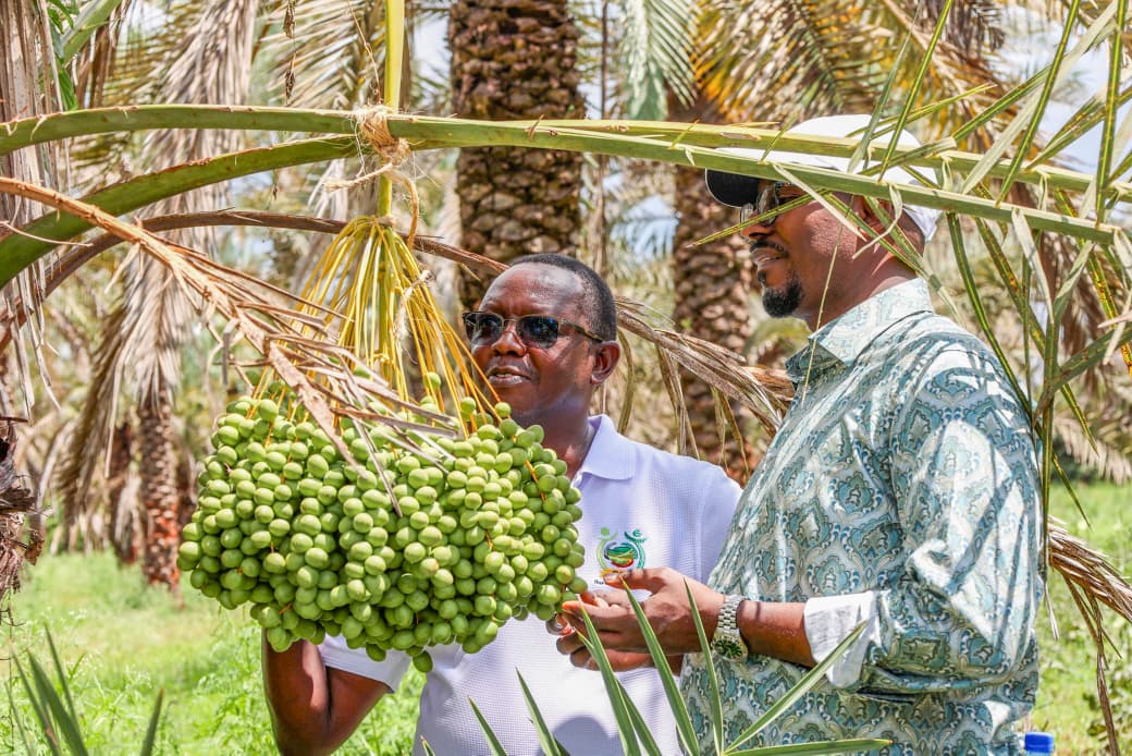 Kenya Targets New Growth with ASAL Date Palm Industry - Sound of Africa